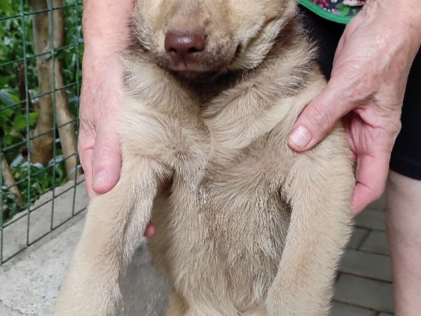 Щенок сучка 3 месяца