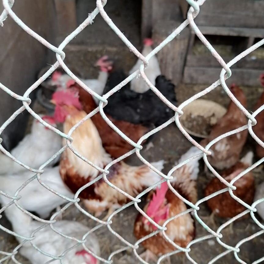 Петух молодой