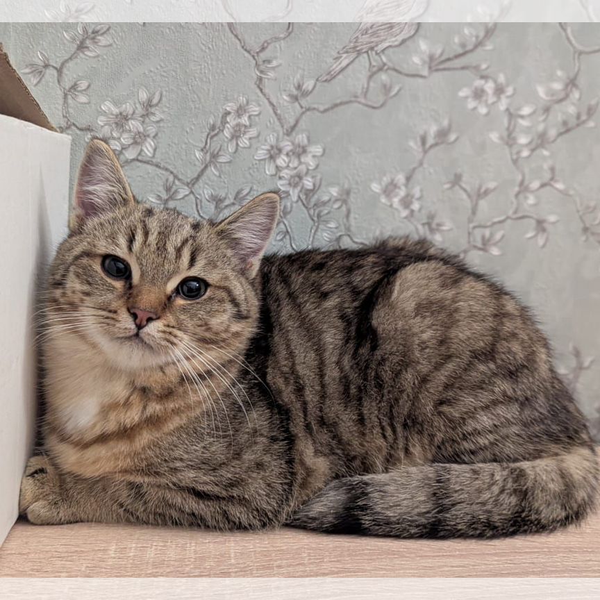 Котёнок от частного владельца