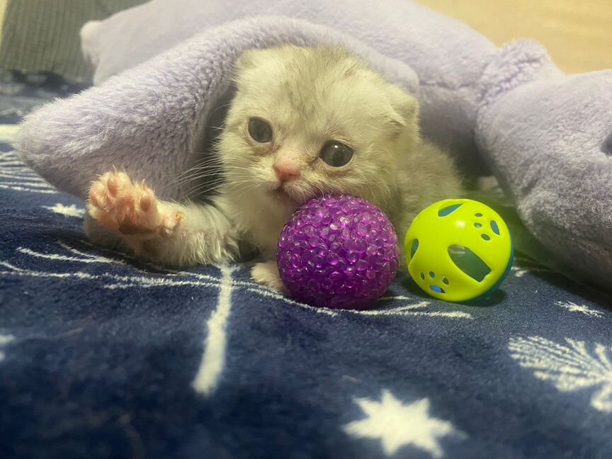 Шотландская вислоухая кошка