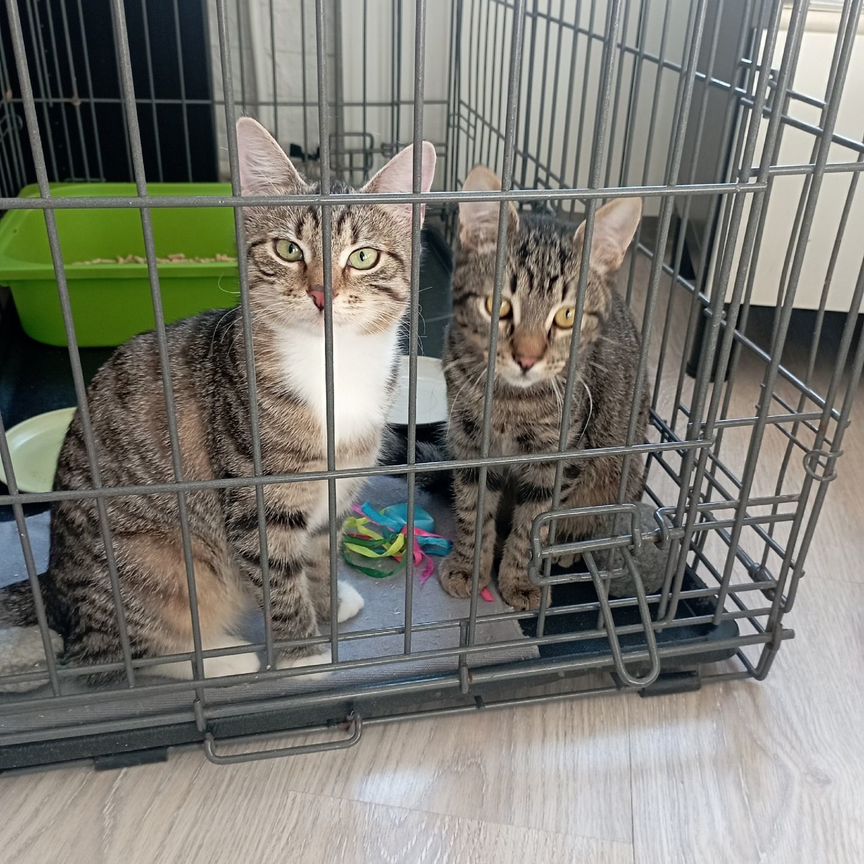 Котята в добрые руки бесплатно