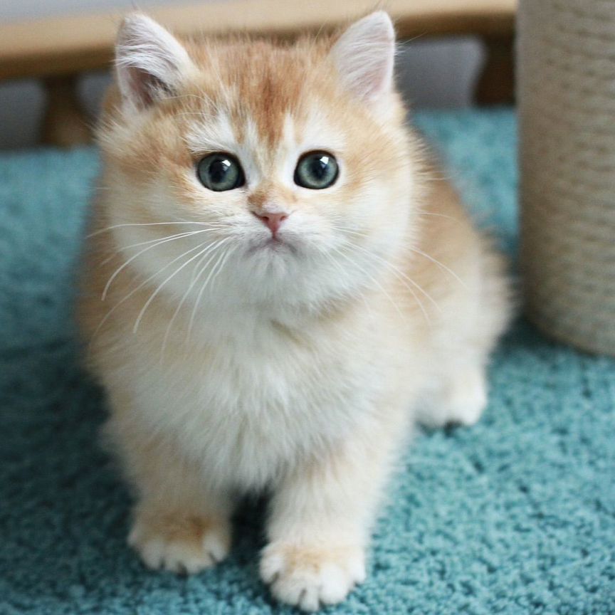 Британский короткошёрстный котёнок