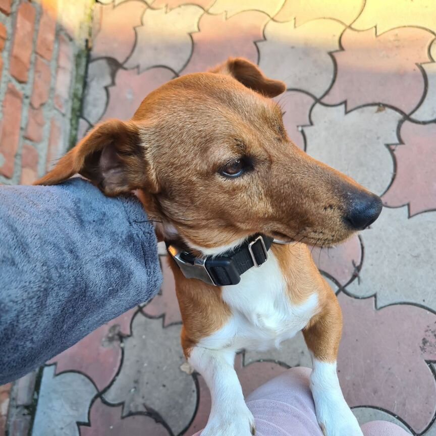 Нашла собаку, отдам хозяину или в добрые руки