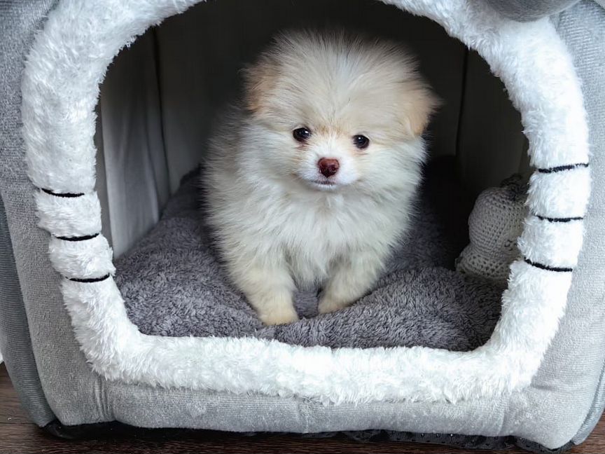 Чудо девочка померашка