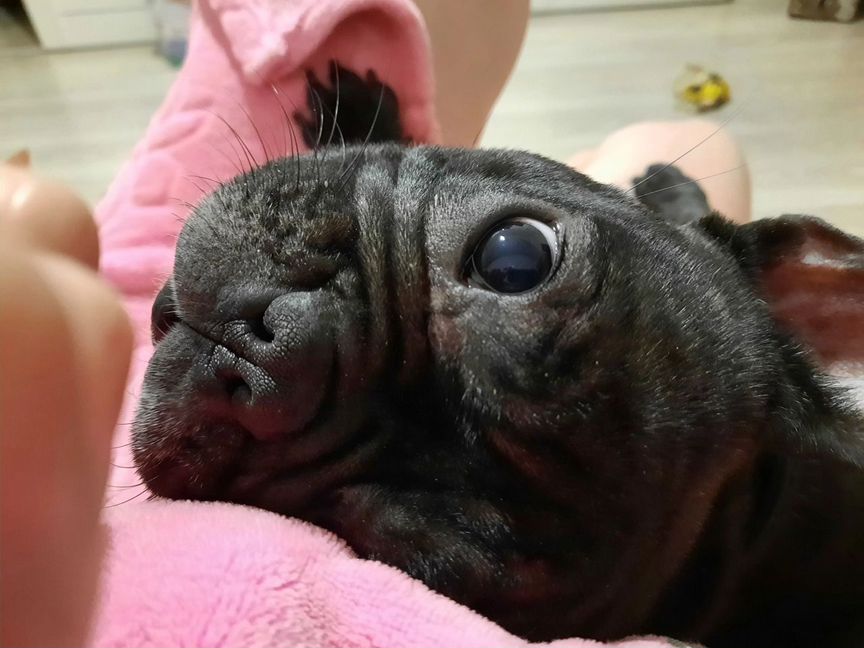 Отдам в добрые руки