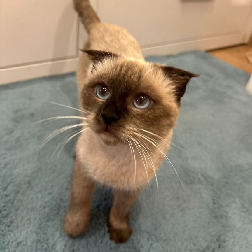 Тайская кошка, взрослая