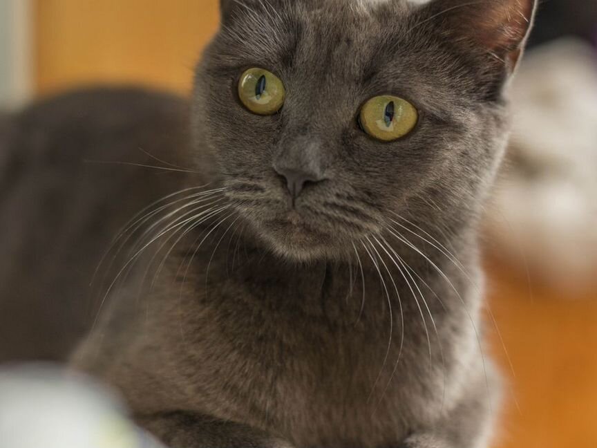 Отдам кошечку в добрые руки