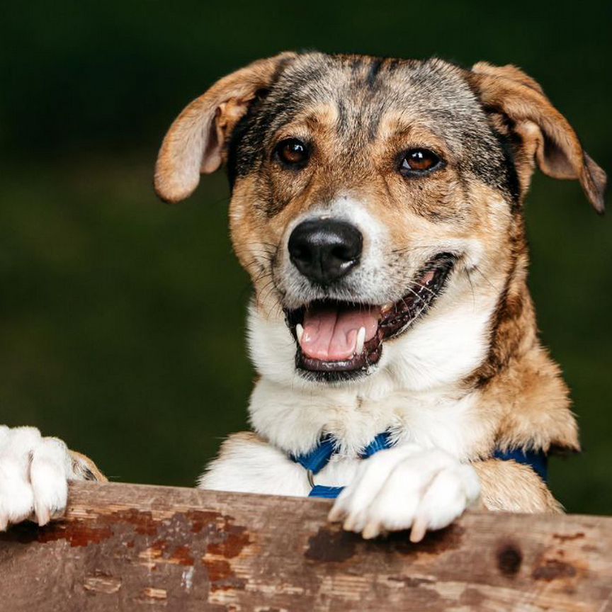 Взрослая собака в добрые руки