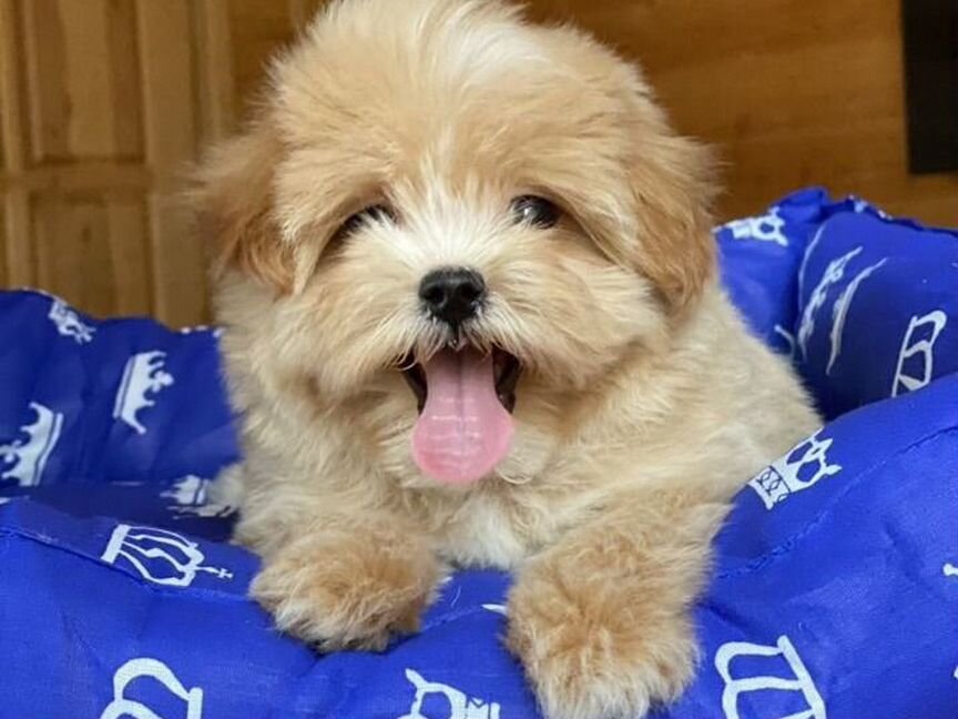 Мальтипу Ф1 мальчик-красавчик