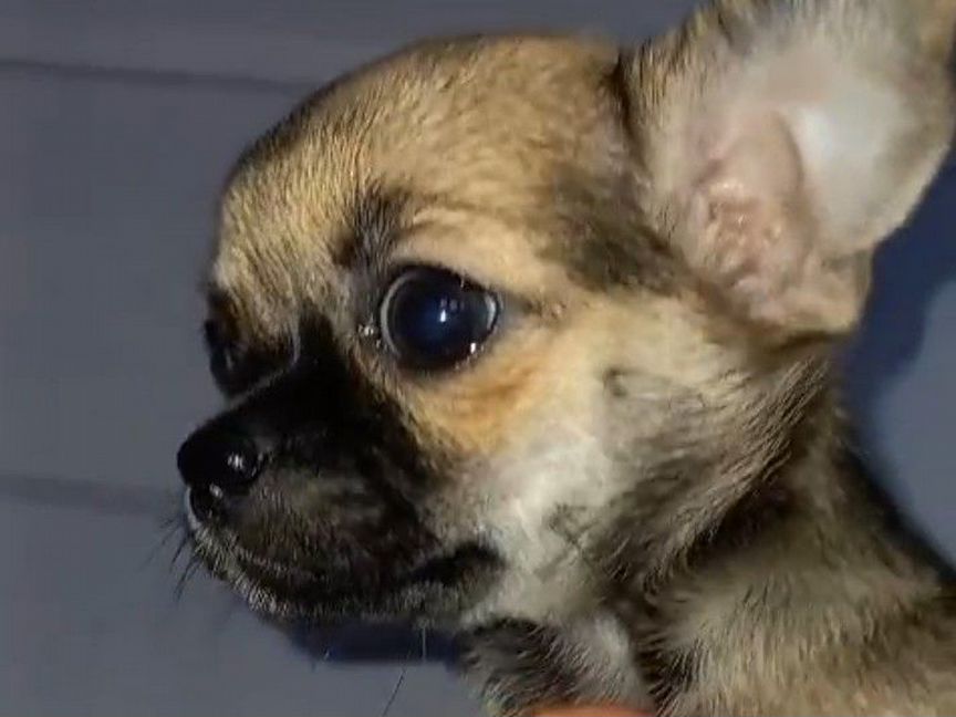 Куколка чихуа