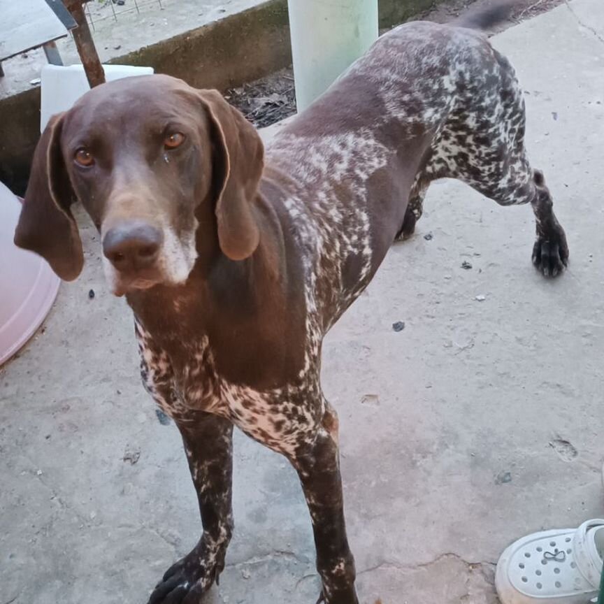 Собака породы курцхаар