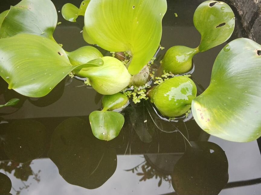 Эйхорния водный гиацинт