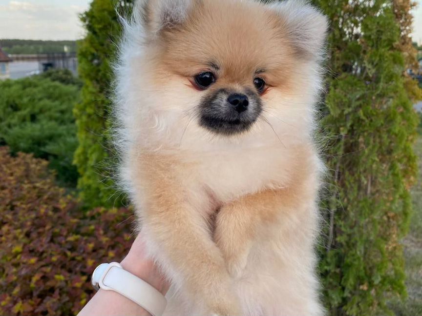 Померанский шпиц