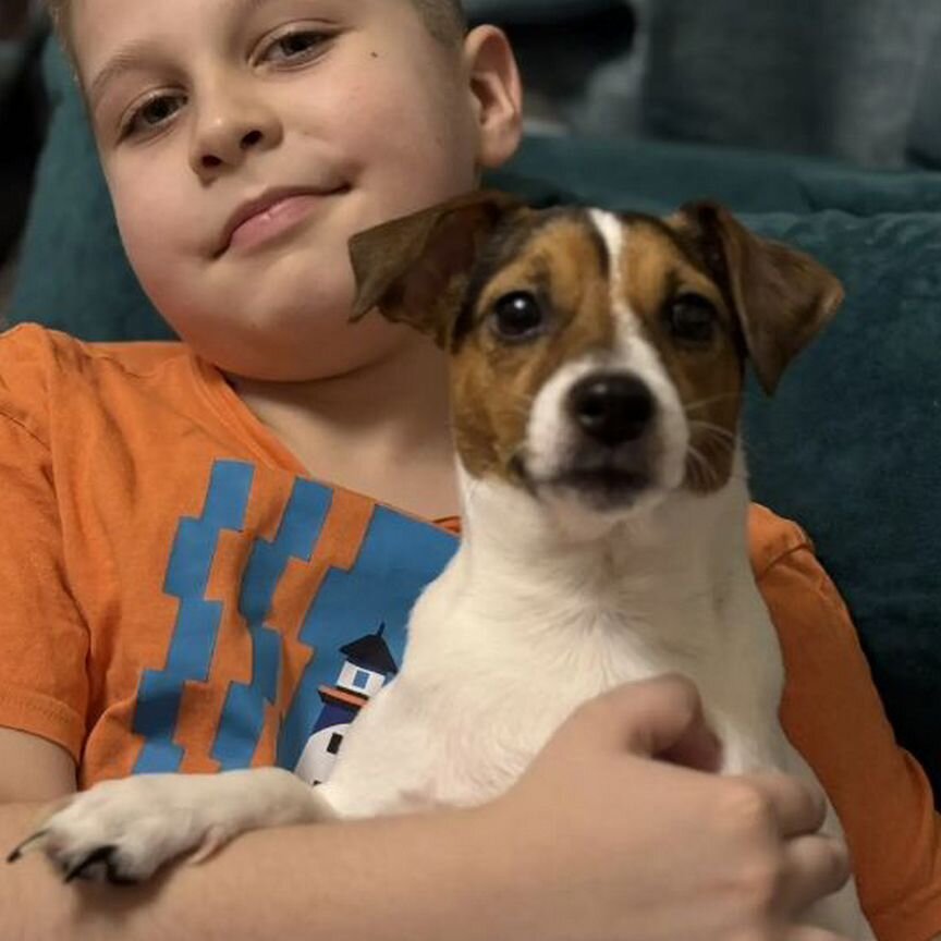 Джек-рассел-терьер, взрослая собака