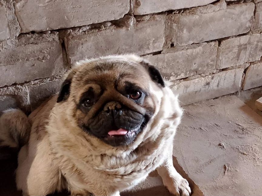 Мопс мальчик