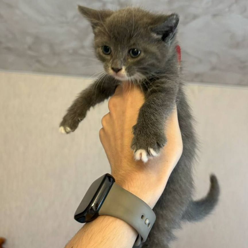 Русский голубой котёнок