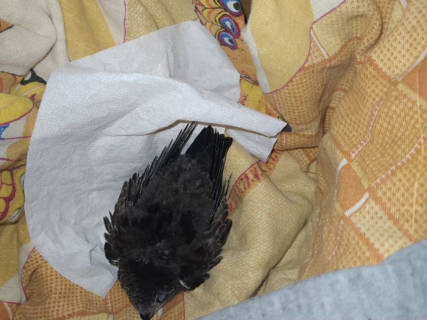 Найден птенец стрижа