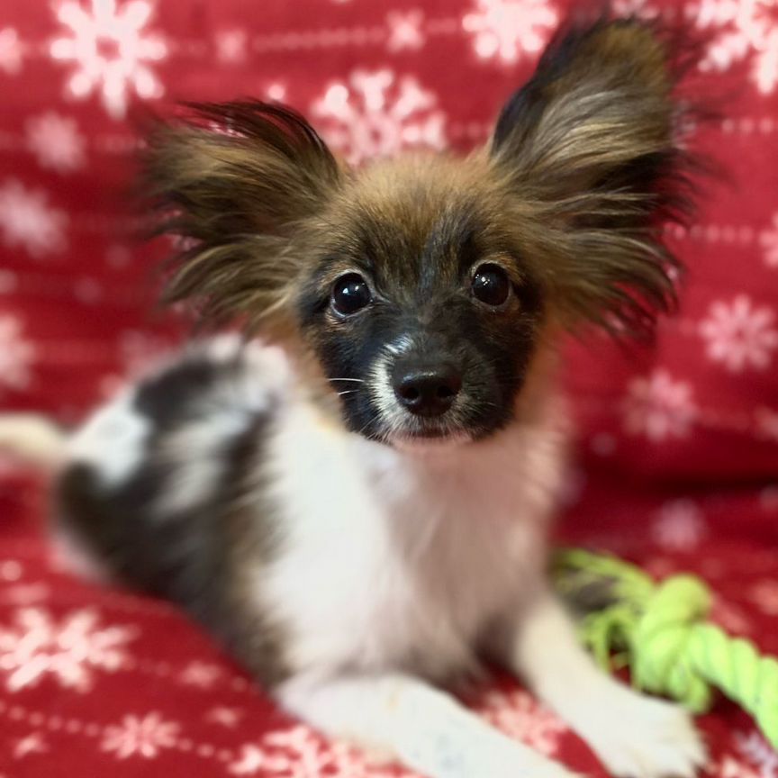 Континентальный той-спаниель папильон, щенок