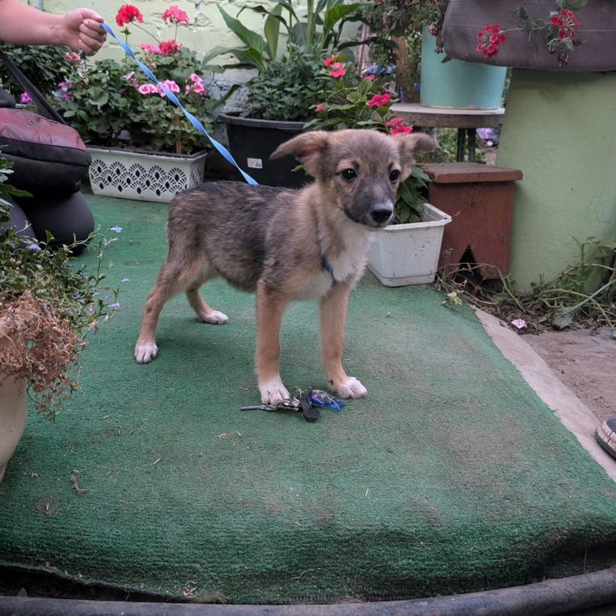 Щенок девочка в добрые руки