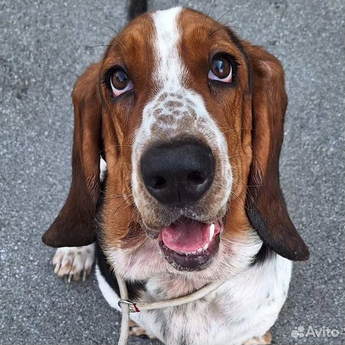 Бассет хаунд
