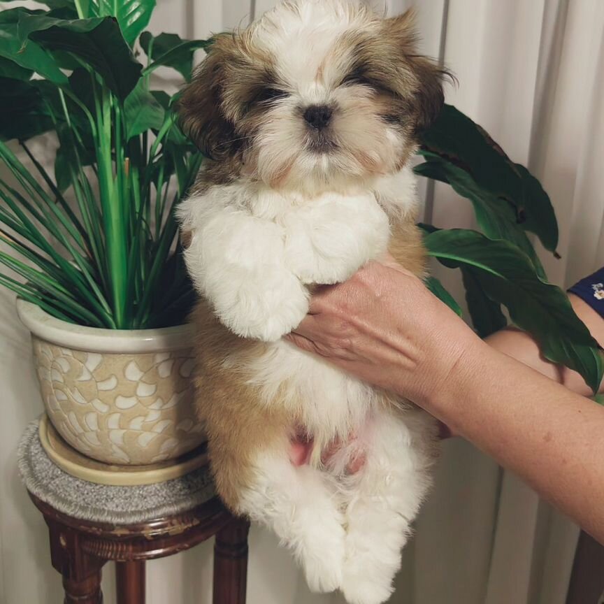 Ши-тцу, щенок