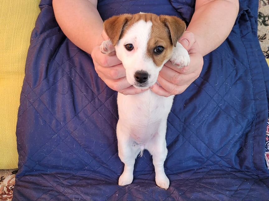 Джек рассел терьер