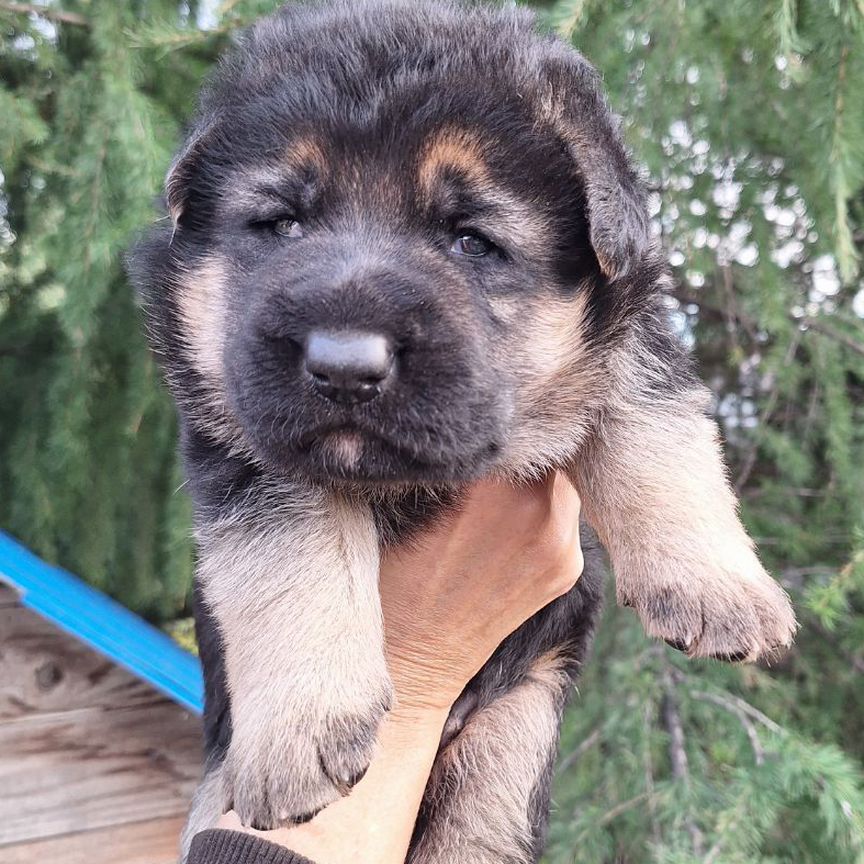 Щенки немецкой овчарки