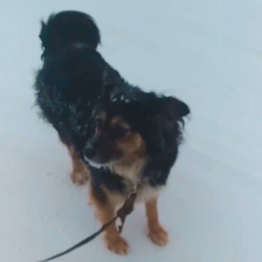 Взрослая собака в добрые руки