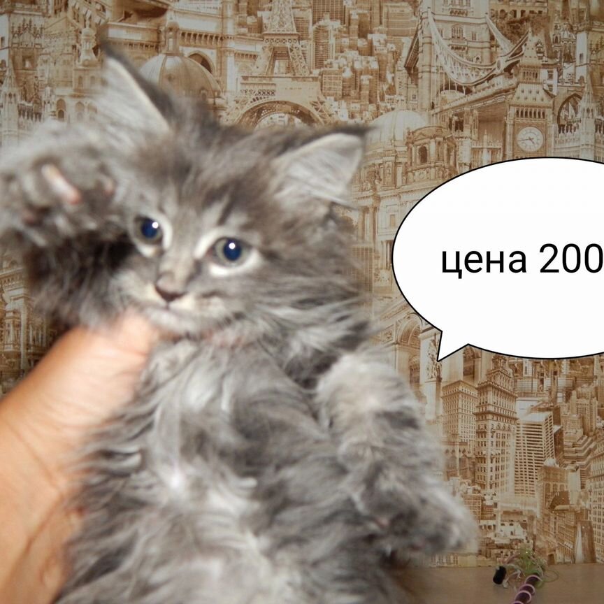 Шикарная сибирячка, котенок