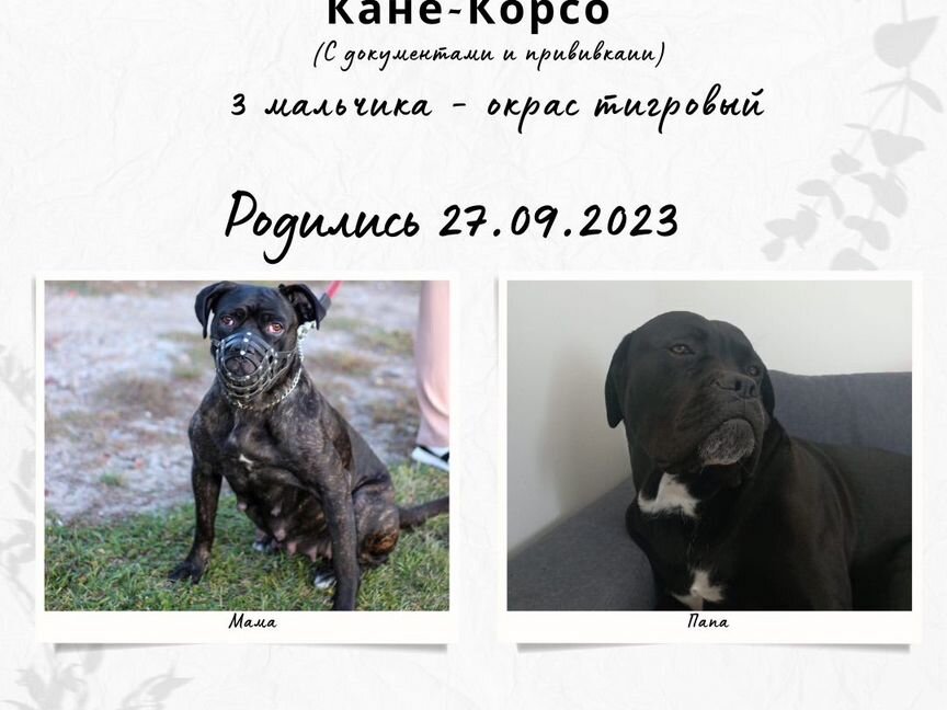 Щенки кане Корсо