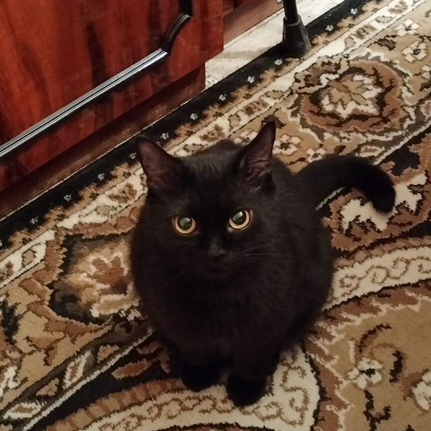 Котик в добрые руки взрослый