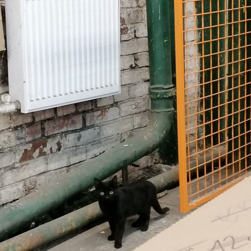 Котенок, мальчик на складе