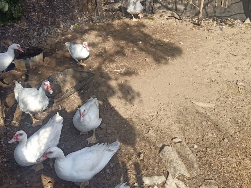 Индоутки, селезни, утята