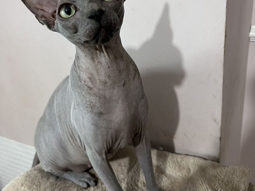 Канадский сфинкс