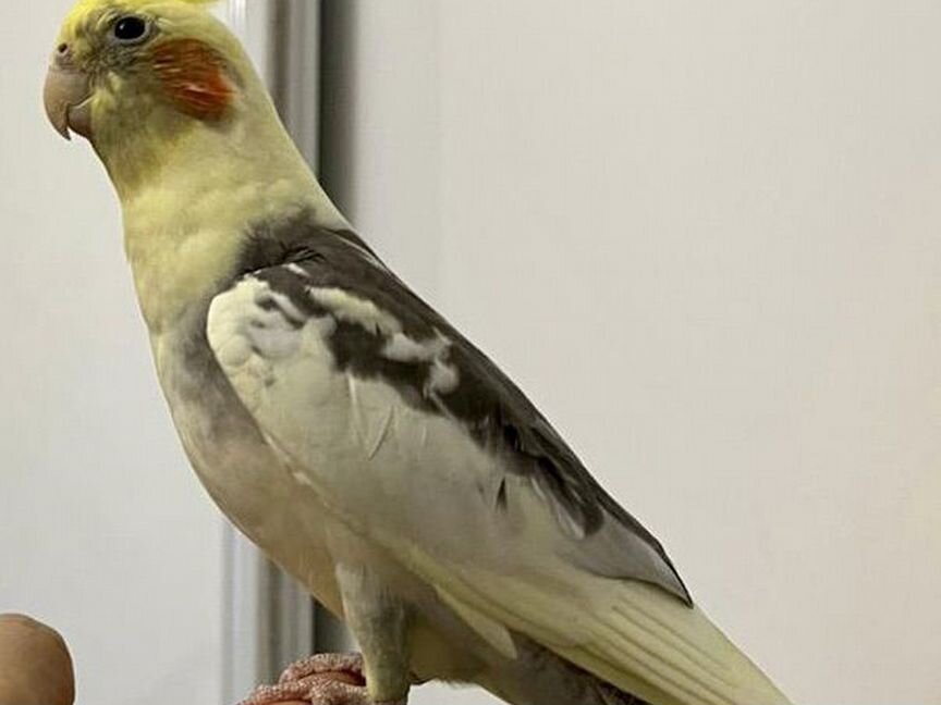 Попугай корелла