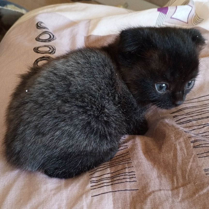 Шотландский вислоухий короткошёрстный котёнок