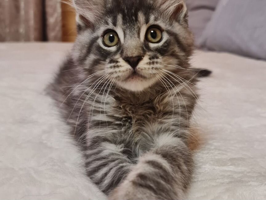 Невероятный ласкун мейн-кун