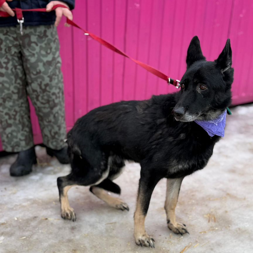 Взрослый пес Найт ищет дом