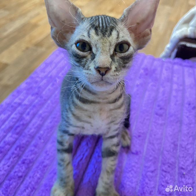 Донской сфинкс браш котята