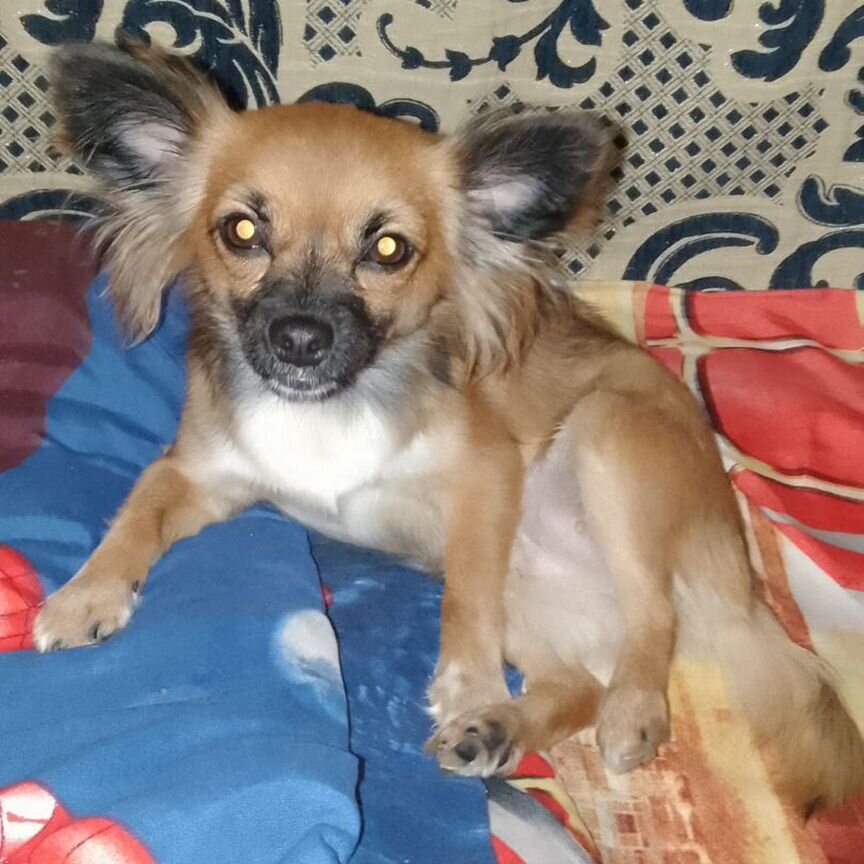 Чихуа длинношерстный