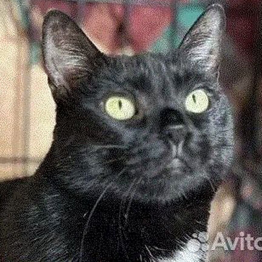 Нежная спокойная кошечка Чернушка ищет дом