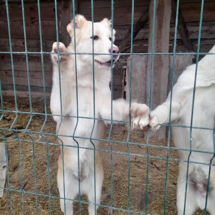 Среднеазиатская овчарка, щенок