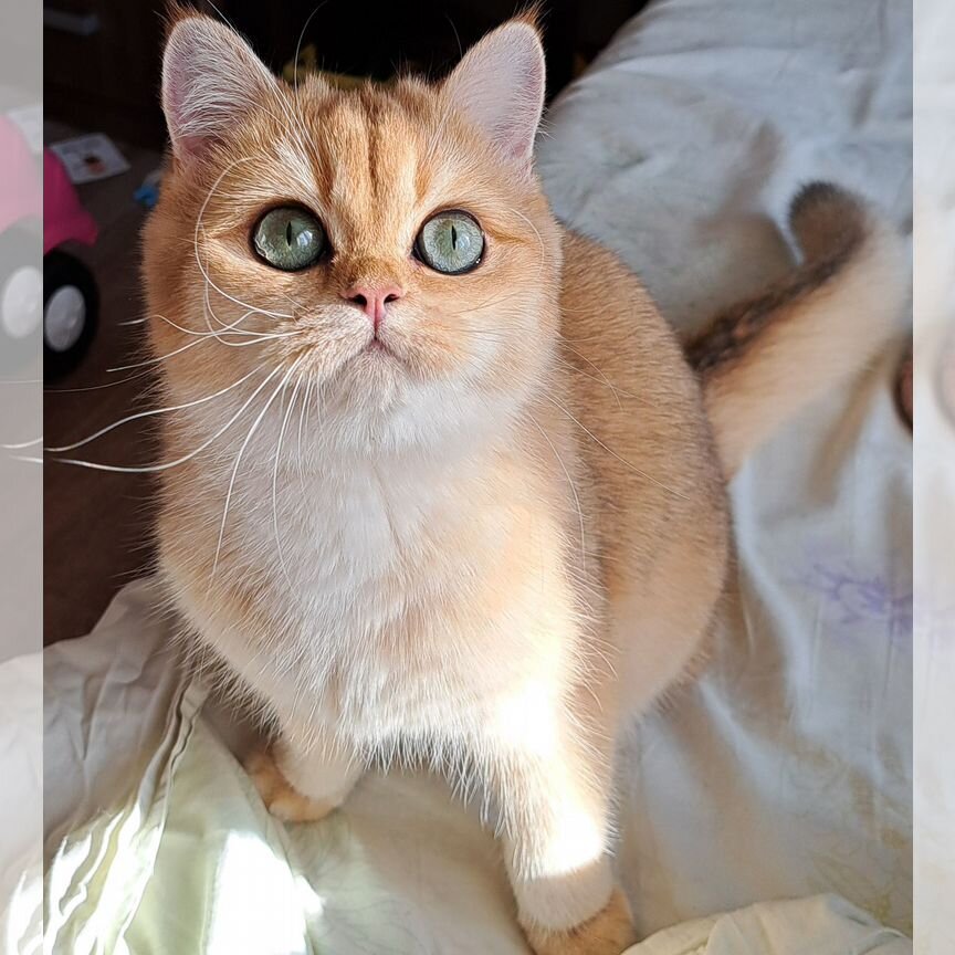 Красивая британская кошка