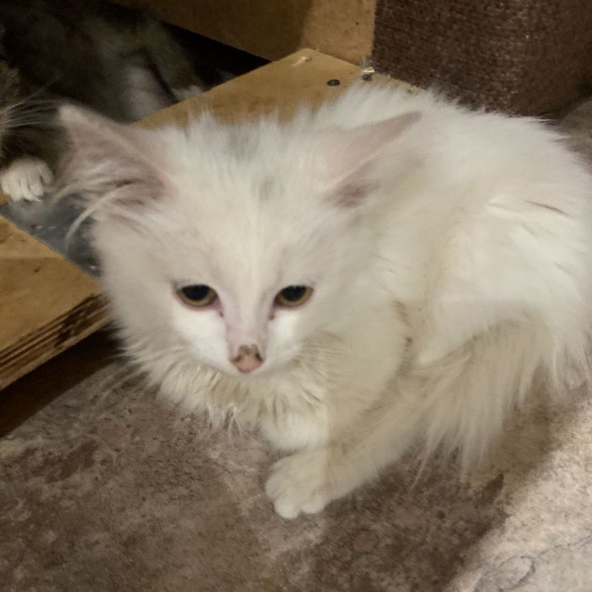 Котёнок пародистый