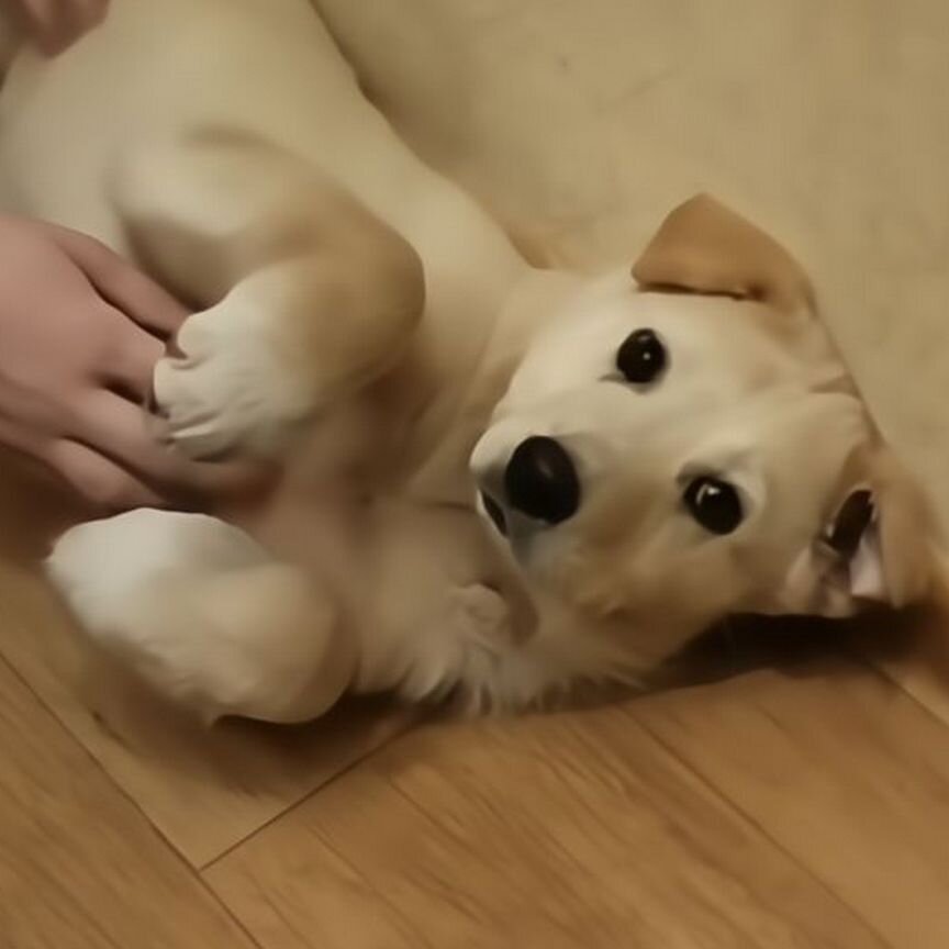 Щенок в добрые руки