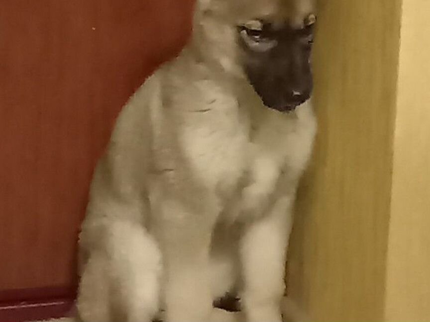 Собака в добрые руки помесь