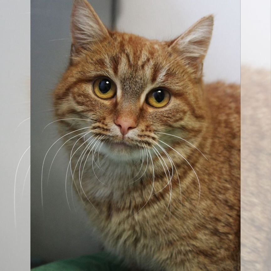 Взрослая, Девочка кошка в добрые руки