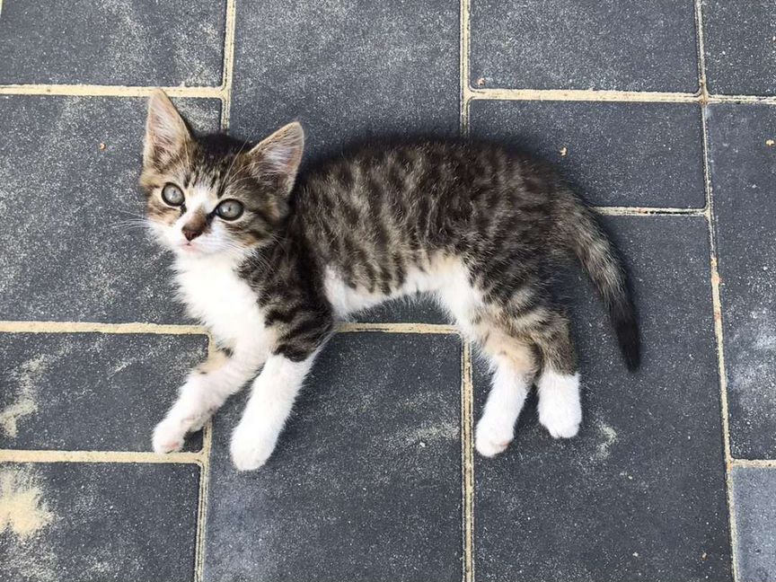 Котята в добрые руки бесплатно