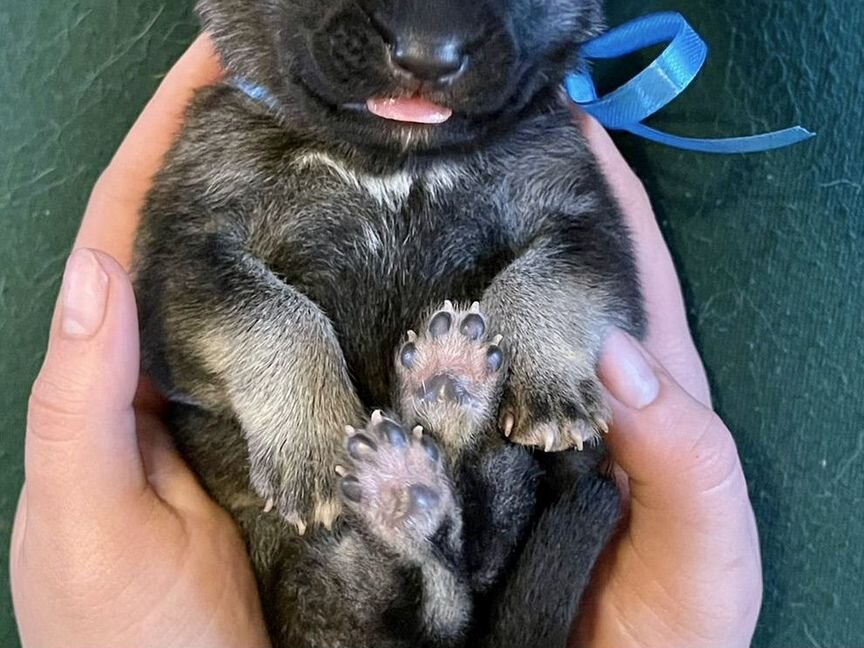 Милые щеночки вео