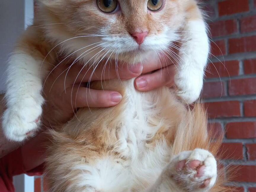 Котенок